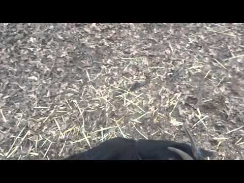 banding a goat for castration and bander review