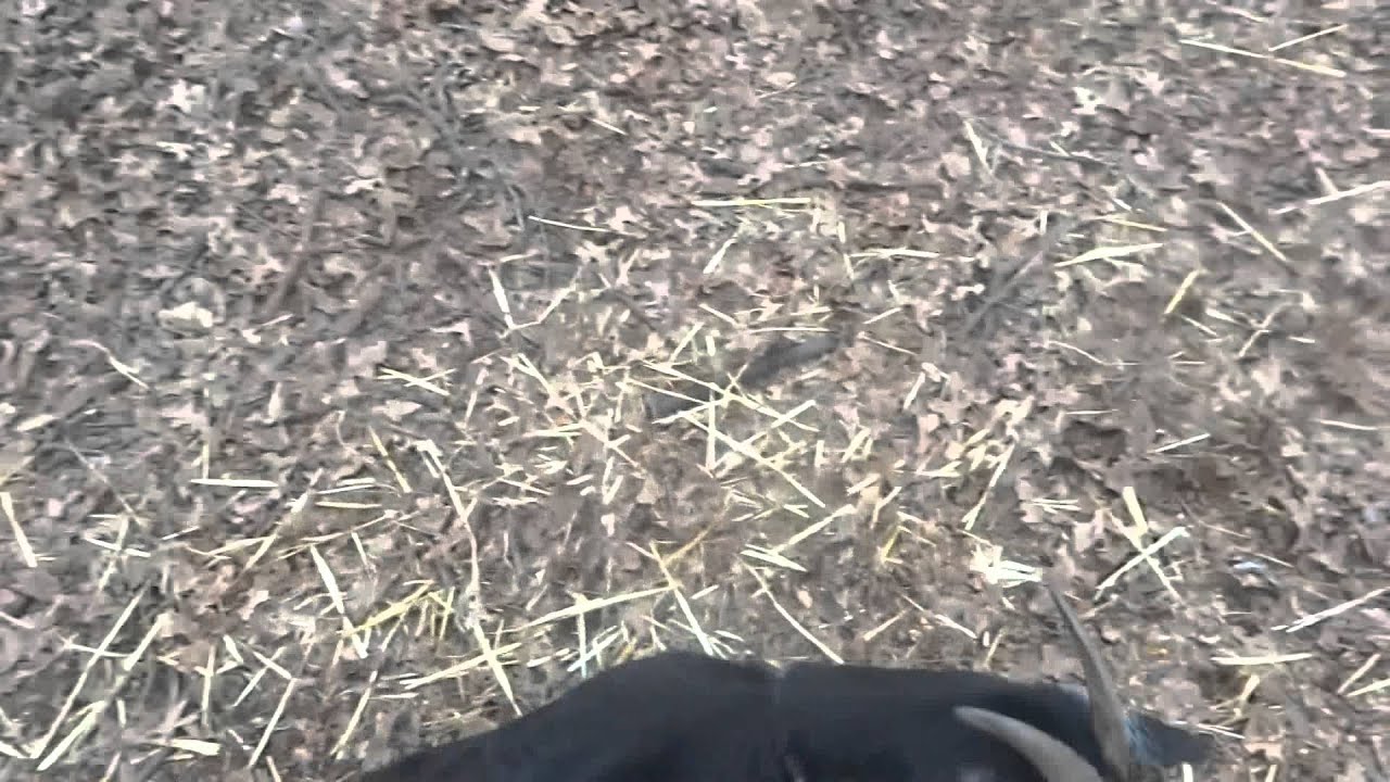 banding a goat for castration and bander review - YouTube