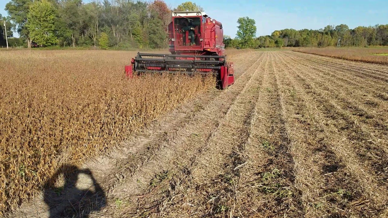 IH 1420 running organic soybeans - YouTube