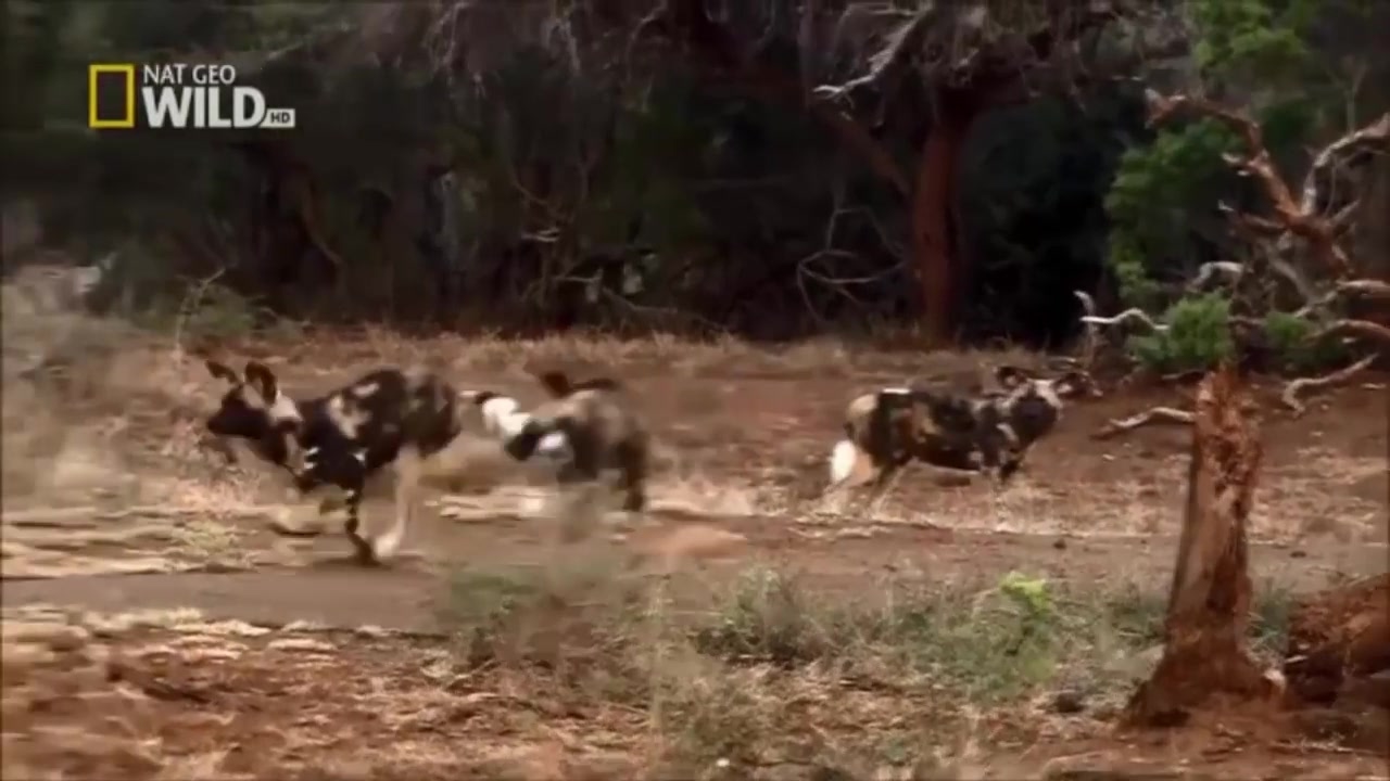 The Pack Wild Dogs (National Geographic) - YouTube