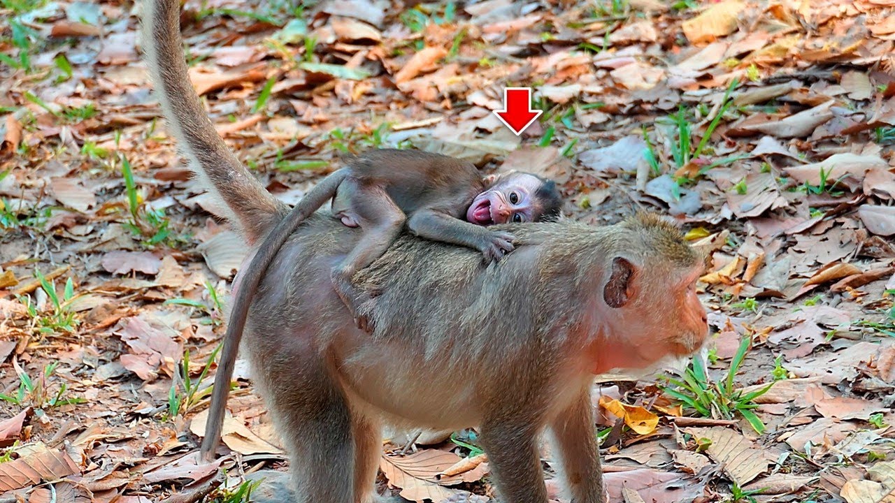 It's really hard in to take care of Baby Bean | Real Angkor Monkey ...