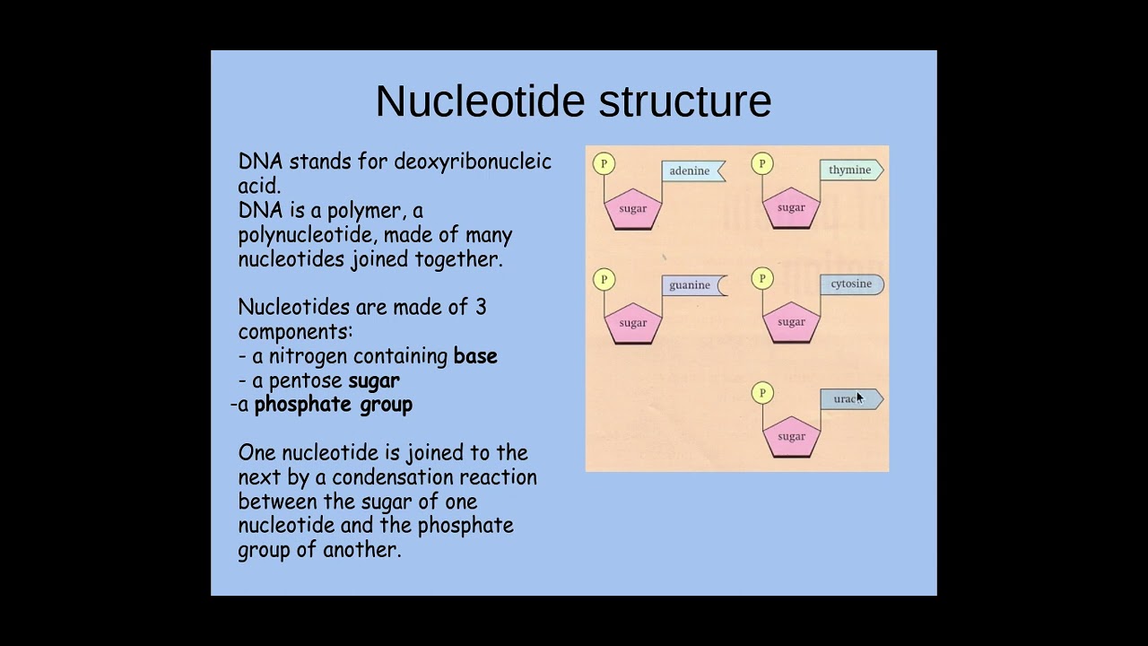 Cytosine Nucleotide Structure