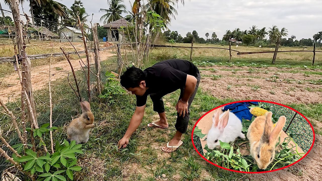 Lovely rabbit eating vegetables - YouTube