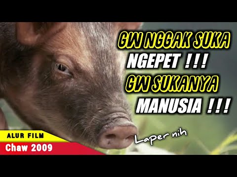 VIRAL ‼️ BABI INI LEBIH SUKA MANUSIA DESA DARIPADA NGEPET - Alur Cerita Film Chaw  #ringkascinema