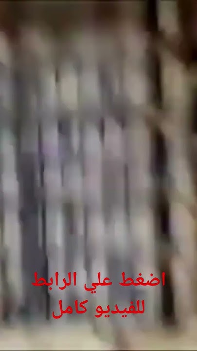 أسد شرس يهاجم حارس حديقة حيوان الفيوم #أسد - YouTube