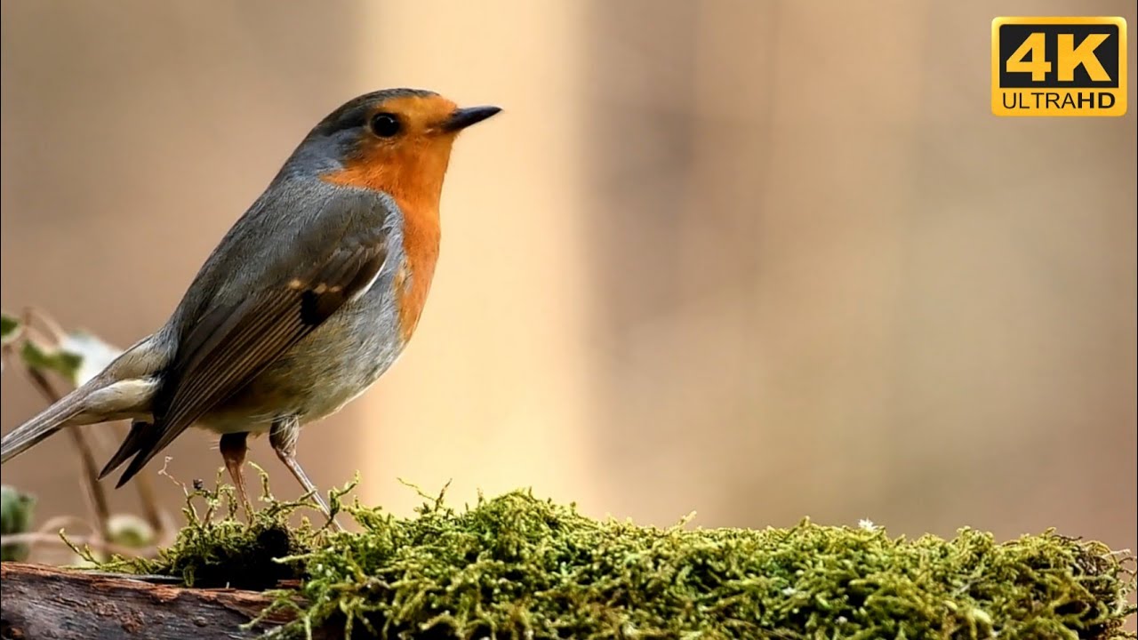 4K Relaxing Sounds | Nature Sounds | Forest Sounds | Birds | Wildlife ...