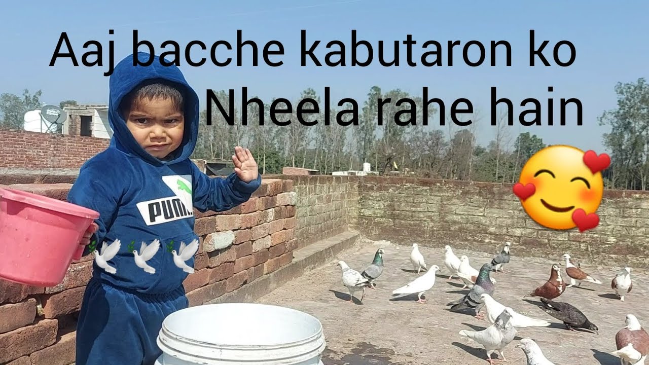 Aaj Ameer Hamza Apne kabootaron Ko nheela🥰 rahe hain #youtubeshorts # ...