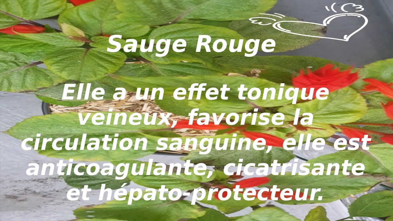 Connaissez-vous la Sauge Rouge ? - YouTube