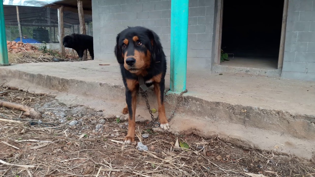 bhote kukur in Nepal || tibetan mastiff In Nepal || Livestock Guardian ...