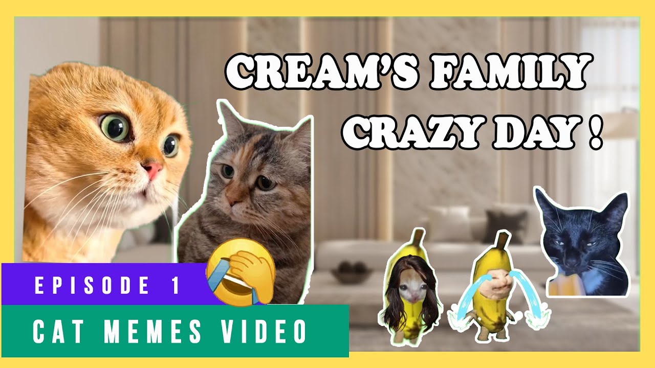 CAT MEMES VIDEO 😸 EP 1: CREAM’S FAMILY CRAZY DAY! - YouTube