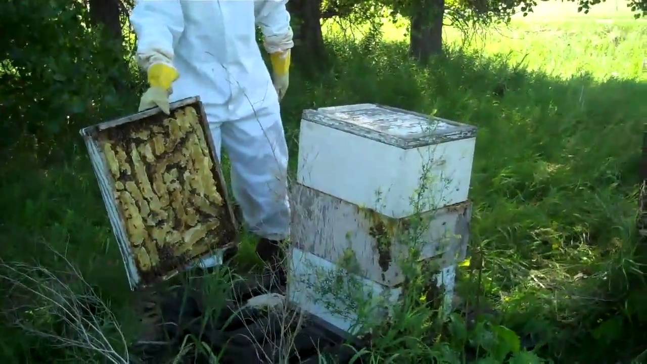 Bee Keeping: Checking Bees Adding a Super - YouTube