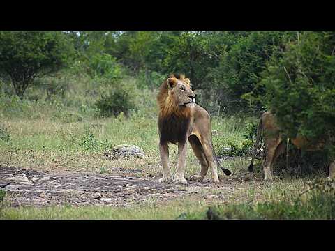 Watch These Two MASSIVE Male Lions, Catch Scent Of Incoming Threats! Kruger National Park!