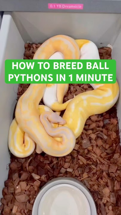 How to BREED Bal Pythons in 1 Minute! - YouTube