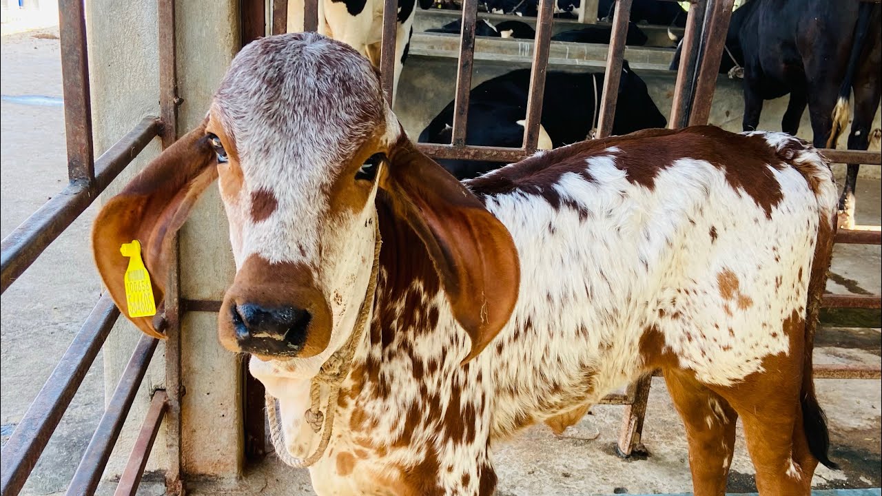 Top HF Calves at Nagda Dairy | Daughters of Top HF Bull - YouTube