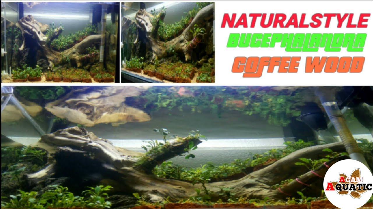 Review Natural style full Bucephalandra Aquascape - YouTube