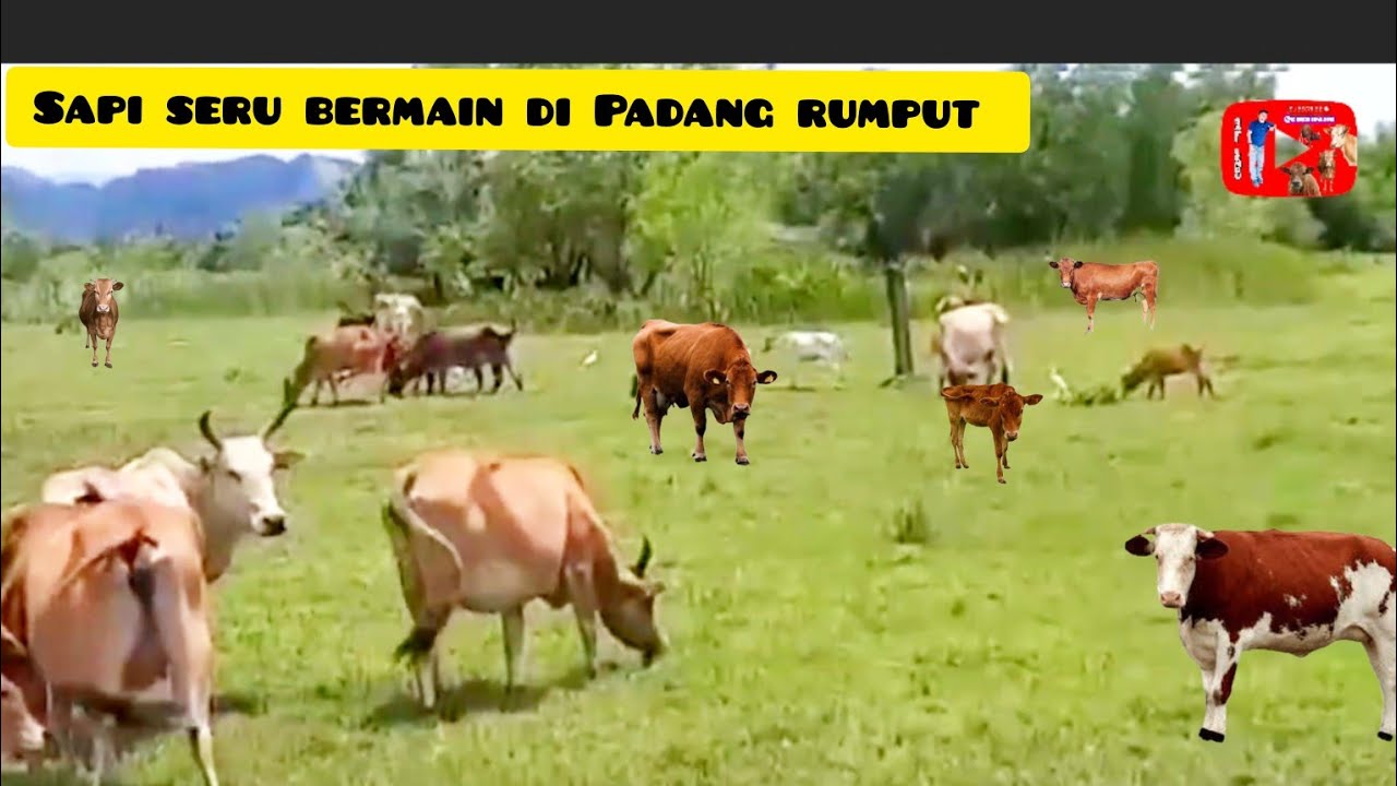 moo video| Suara sapi di Padang rumput 1 - YouTube