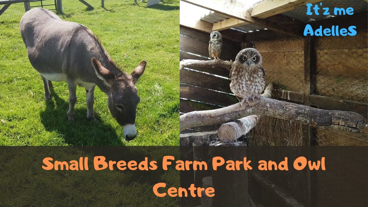 The Small Breeds Farm Park and Owl Centre 2020 - YouTube