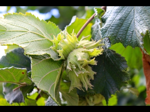 Oregon Hazelnut Harvest Review & 2017 Resolutions - YouTube