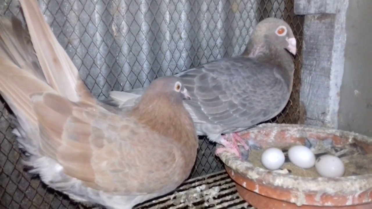 German Beauty Homer and Red racing pigeon Pair - pigeon laying three ...