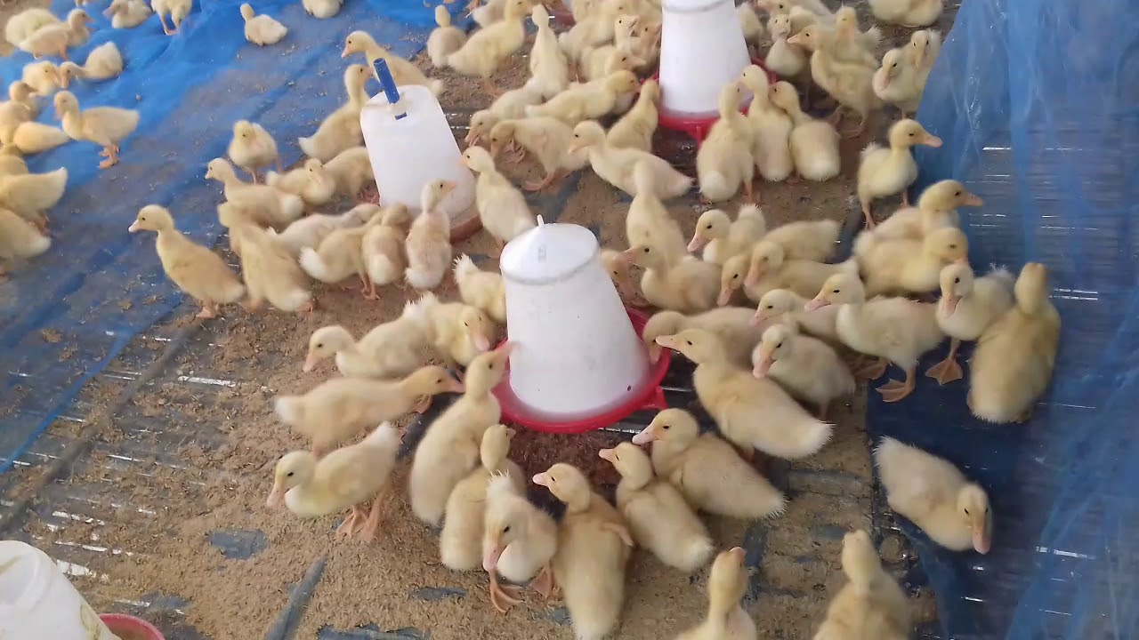 Duck farm guwahati assam 7002289854 - YouTube