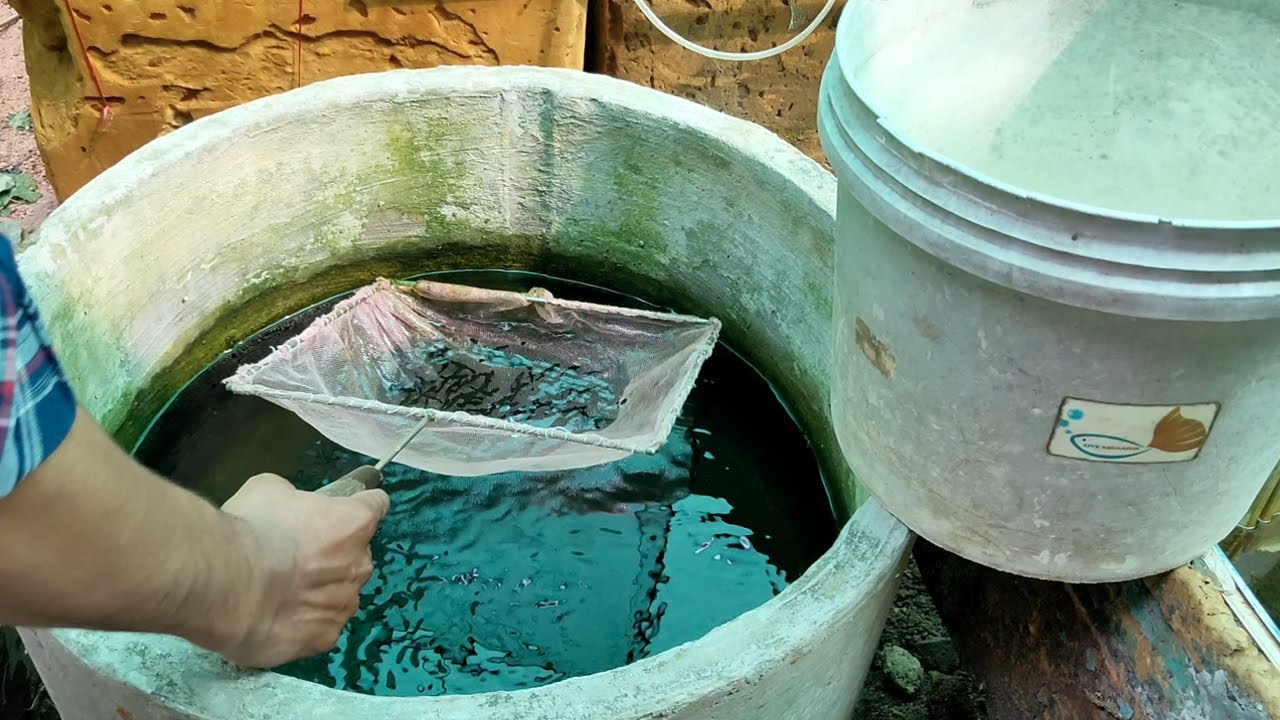 Segregation Different Sizes of Guppies | Guppy Fish Farm | shrimps ...