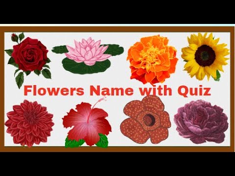 Flowers name | Flowers name with questions and answers | learn flowers ...