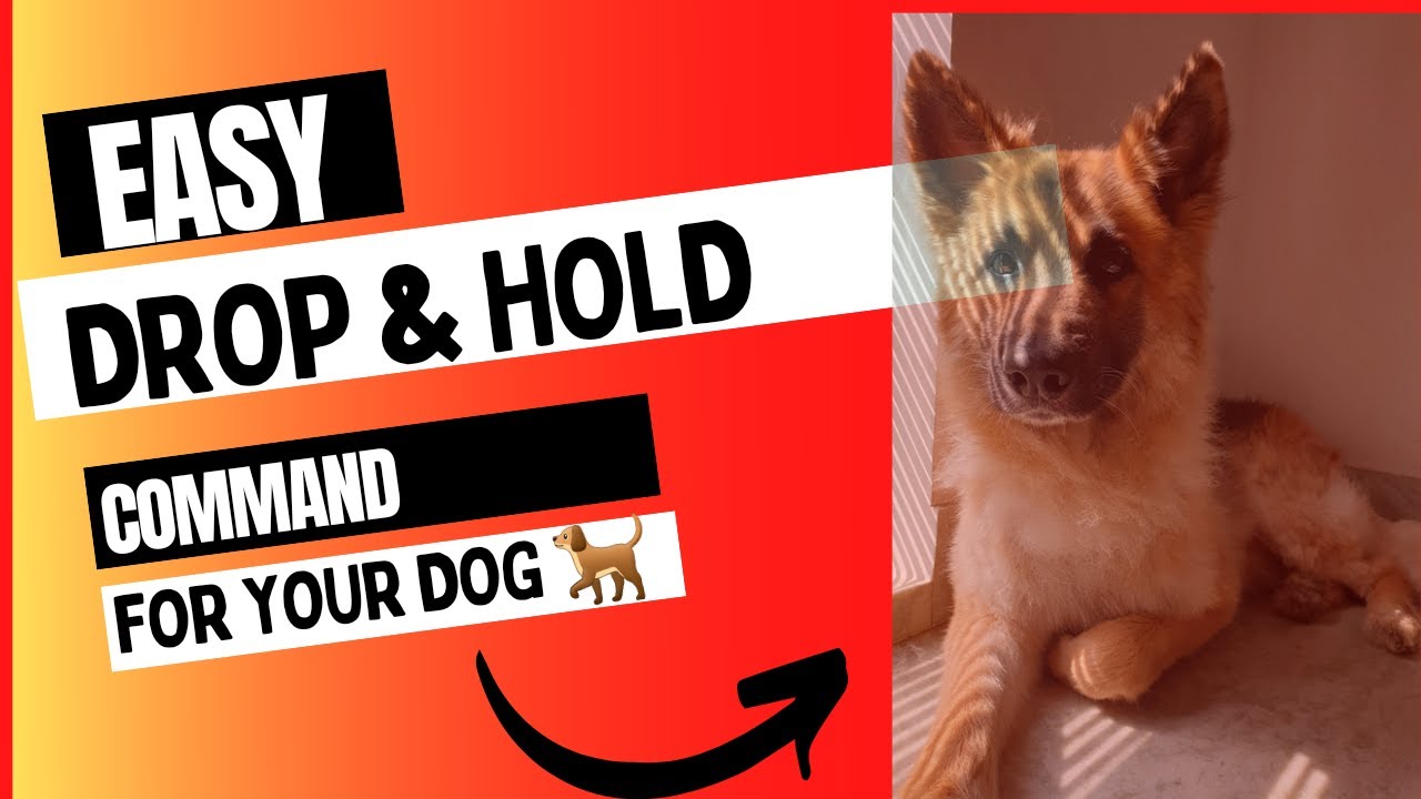 HOLD IT & DROP Command | Easy Simple Step | #dog #dogtraining # ...