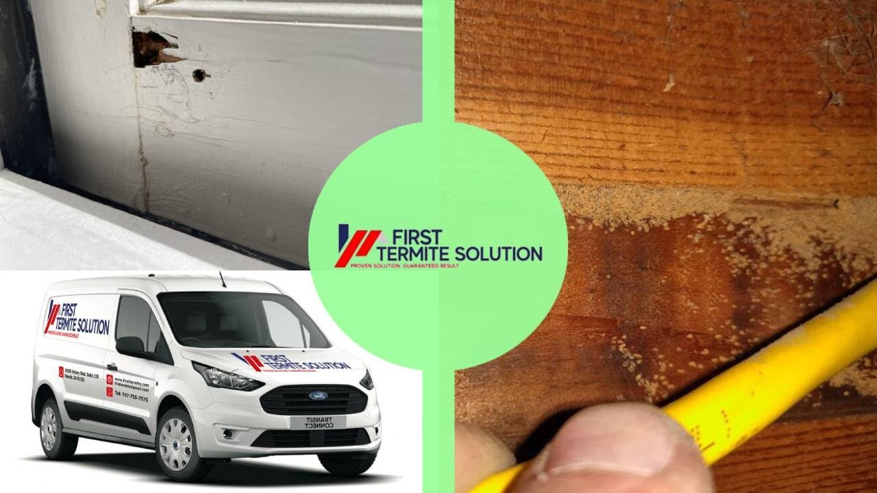 First Termite Solution - YouTube
