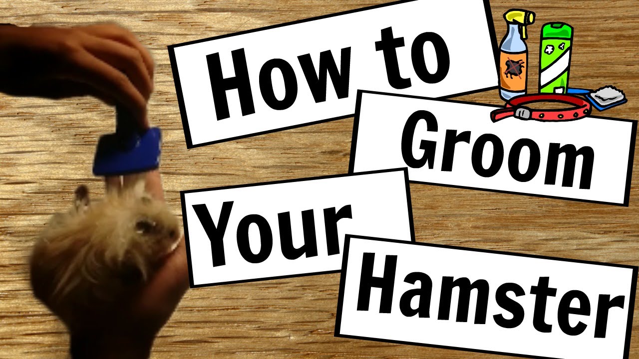 HOW TO Groom Your Hamster | Cgpets101 - YouTube