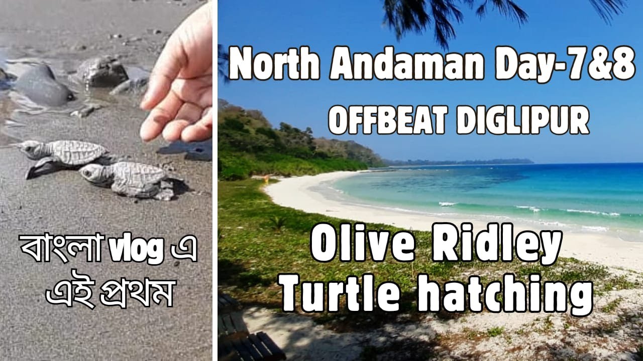 North Andaman Tour | Diglipur | Kalipur & Lamiya Bay Beach | Turtle ...
