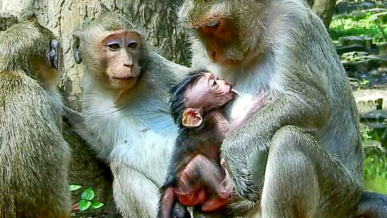 OMG..Orph@n Jonna really care Nanda nursing her new born baby very ...