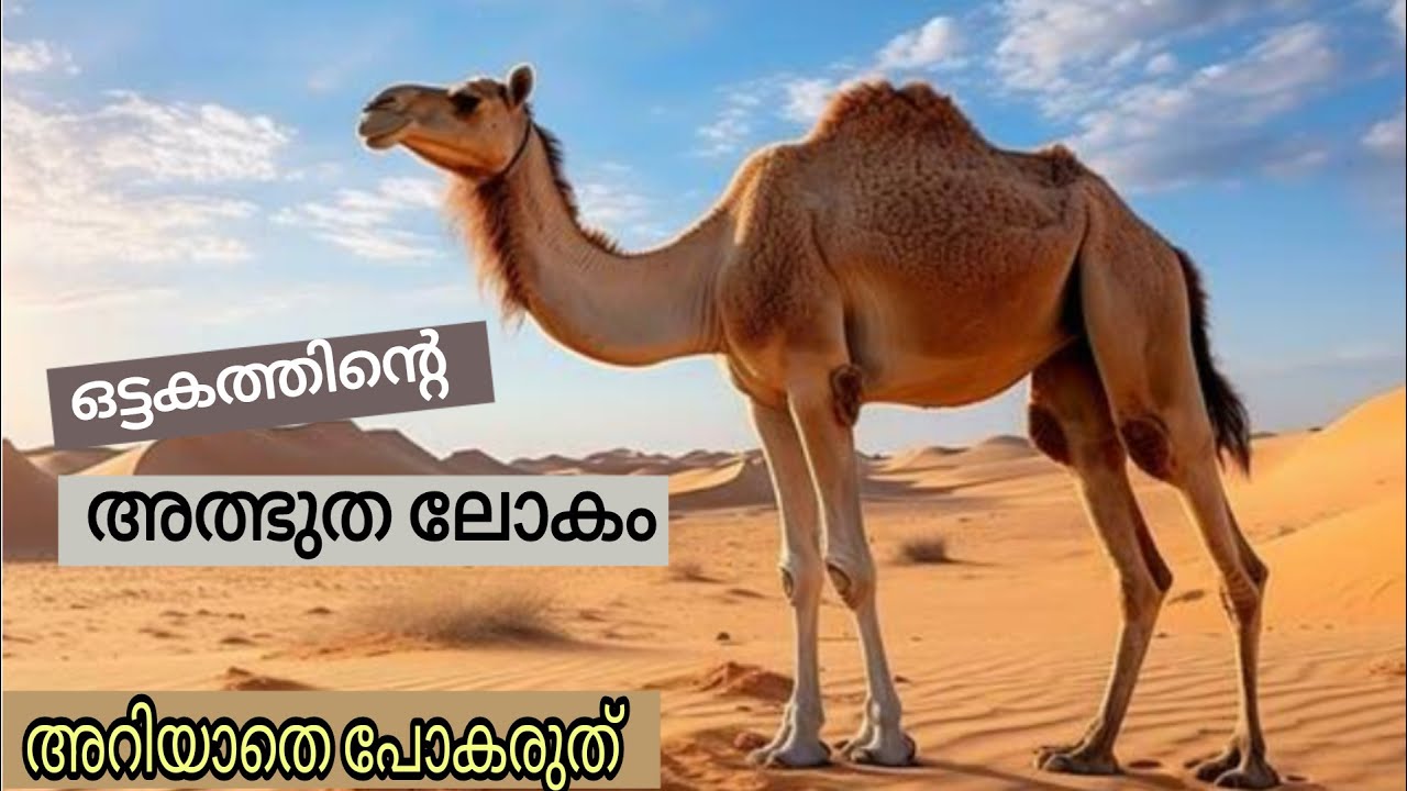 ഒട്ടകത്തിന്റെ അത്ഭുതങ്ങൾ | How long camel? | Desert ship | Rafi live ...