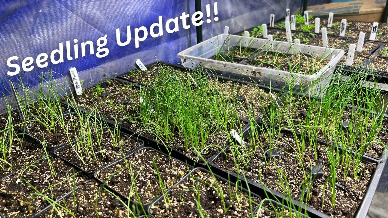 Exciting Seedling Progress Report - YouTube