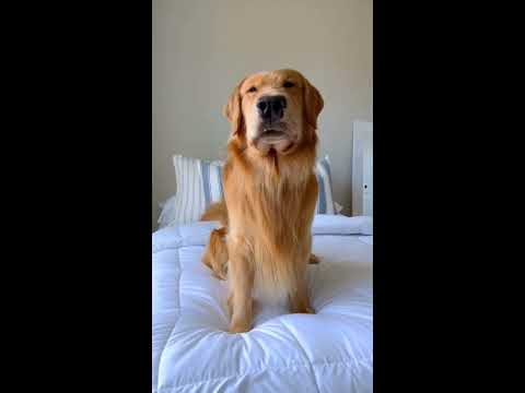 The spicy sky raisin strikes again 🐝 - YouTube