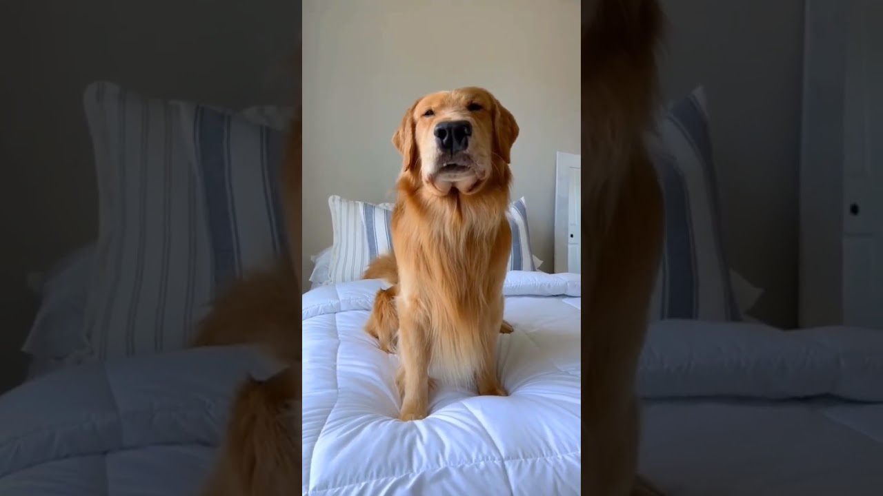 The spicy sky raisin strikes again 🐝 - YouTube