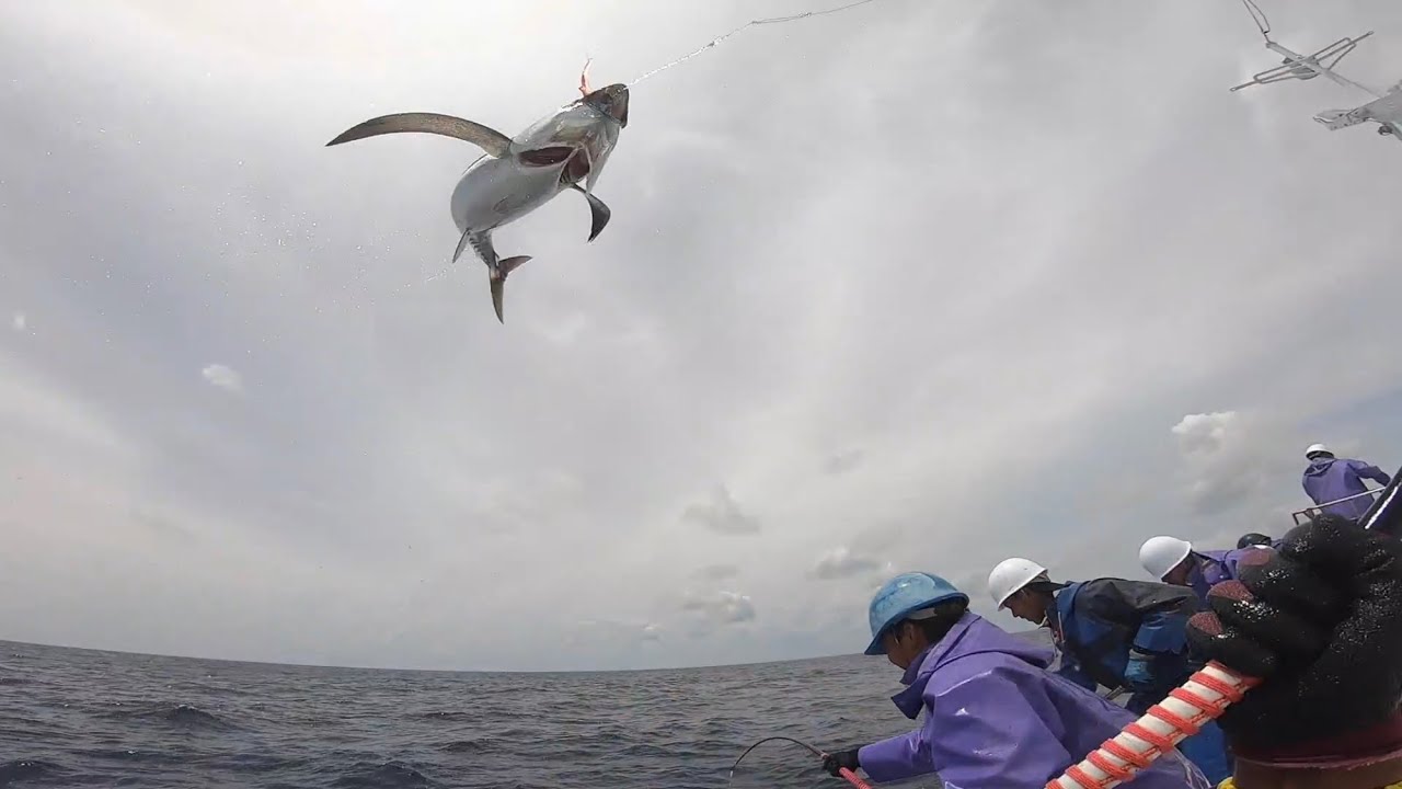 fishing long fin tuna super fast in Japan 2021 🔥 - YouTube