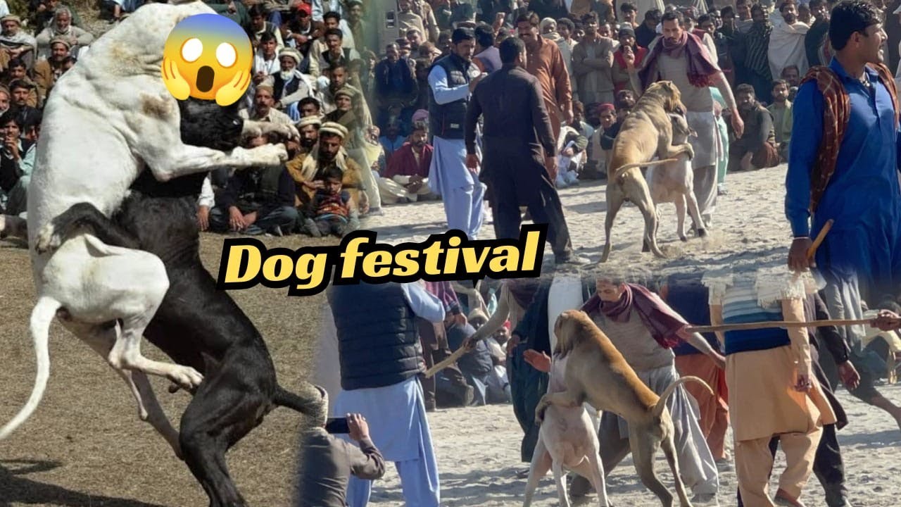 Heavy Bully Dogs | Dog Festival| Bully Dog Phadda | Hammad Pet House ...