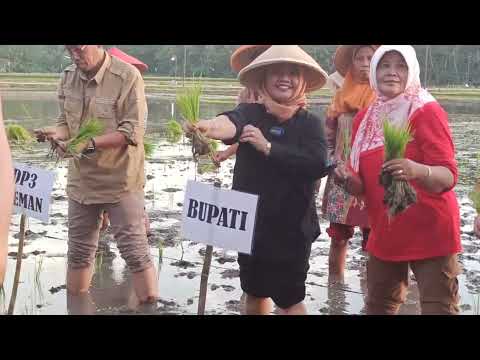 BUDIDAYA TANAMAN SEHAT PADI - YouTube