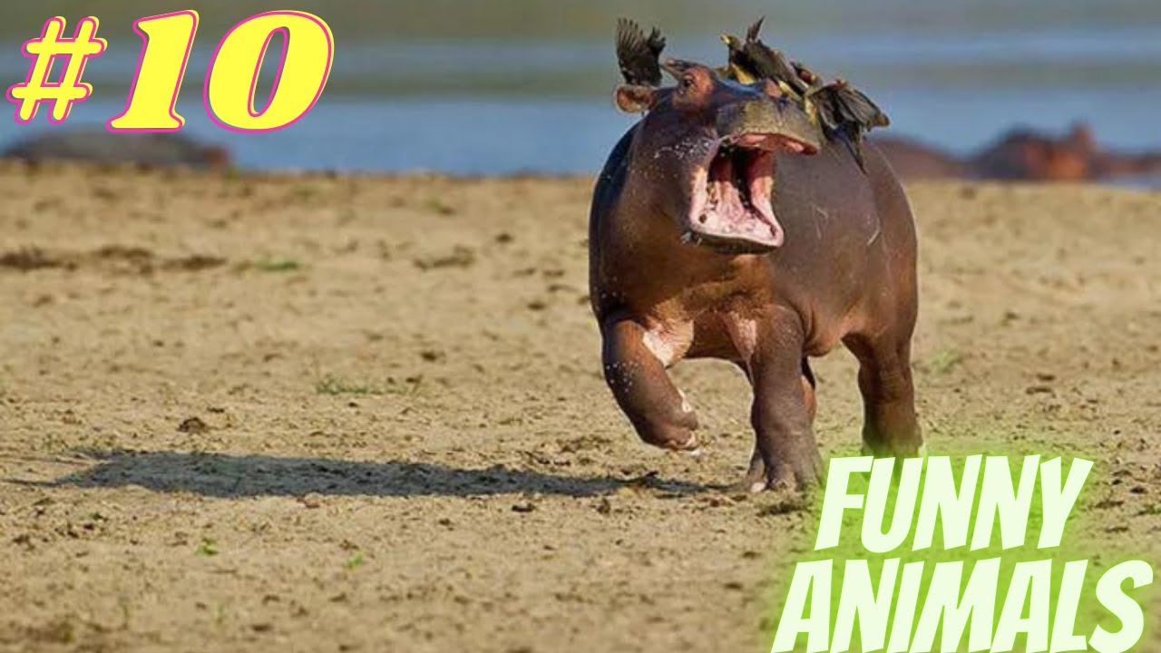 funny animals#10: the world's funniest animal videos. - YouTube