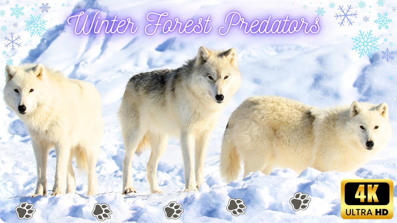 Winter Forest Predators ️: Learn Wild Animals 🐺 - YouTube