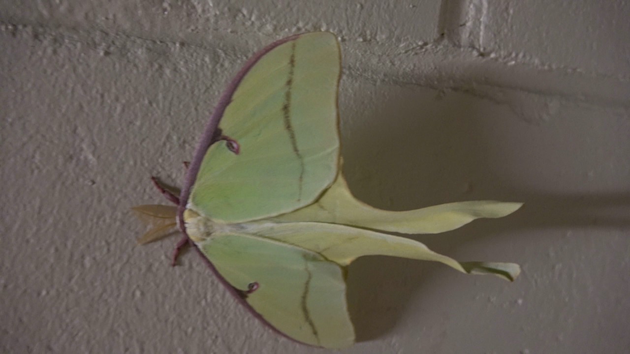 Really Cool Adult Luna Moth In 4K (Day 919 - 7/5/2017) - YouTube