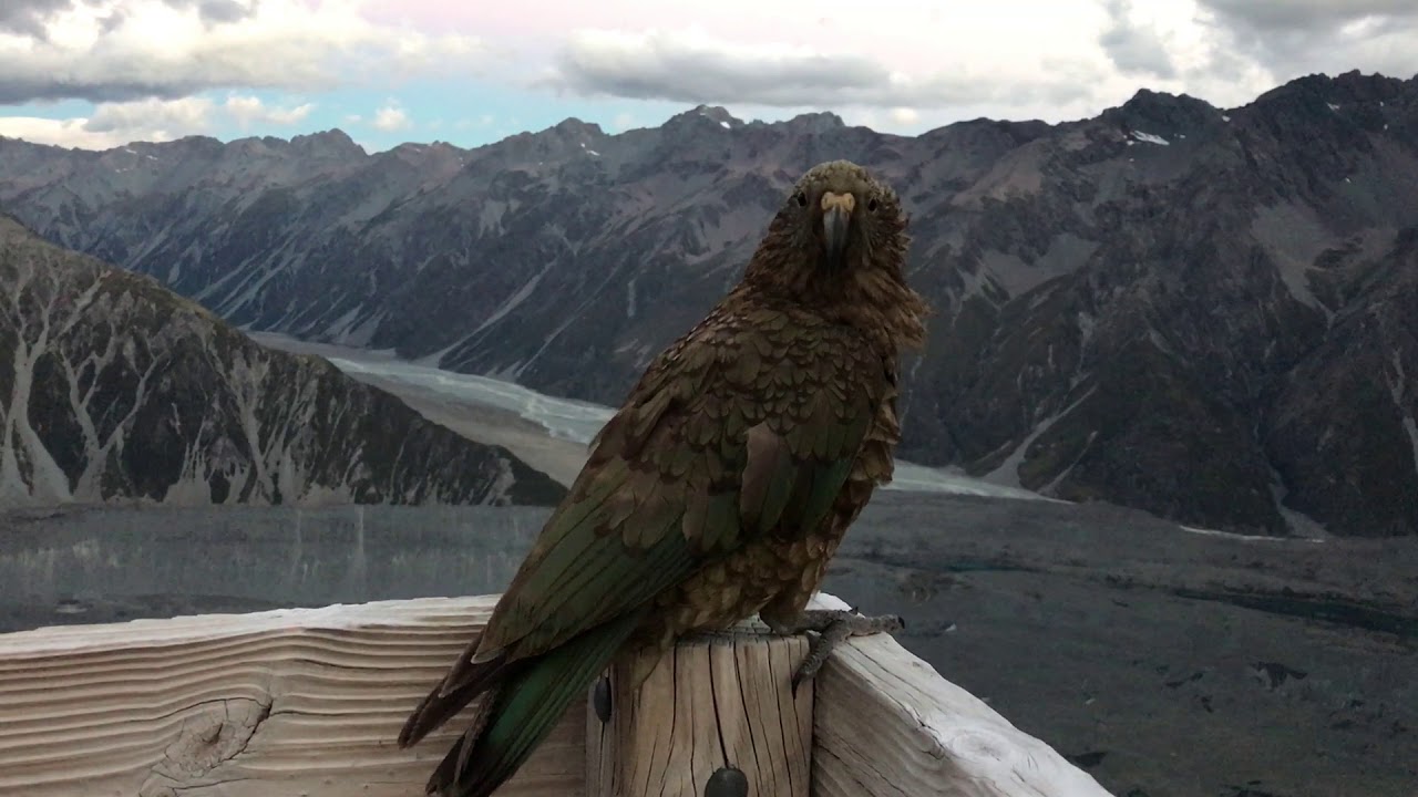 Keas on Caroline Hut, Mount Cook NZ - YouTube
