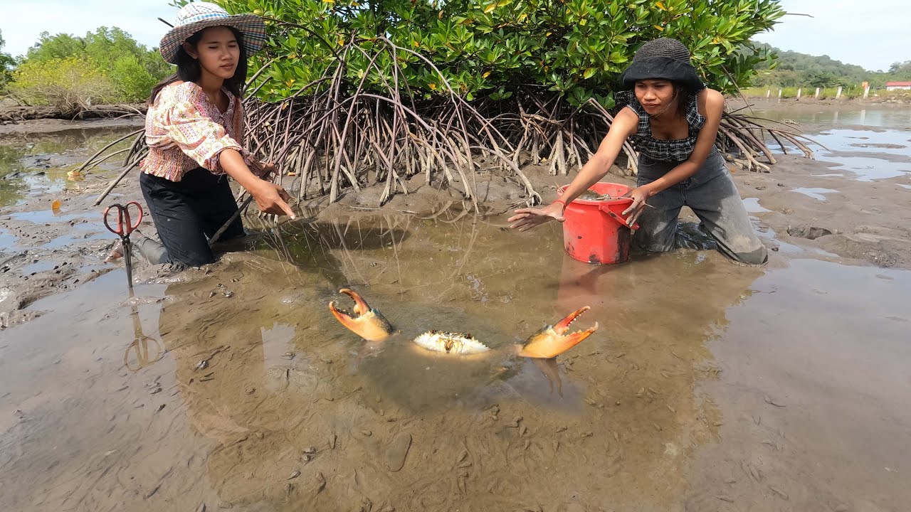 Catching Huge Mud Crabs by Two Sisters Skills in the Swamp After Low ...