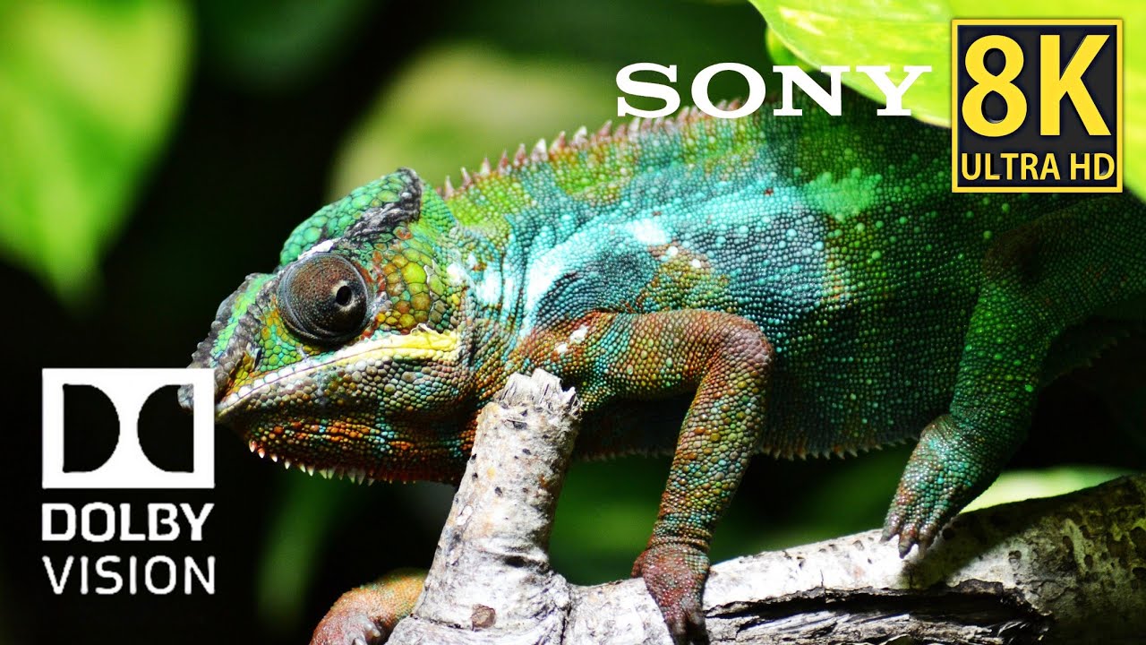 8k HDR 60 FPS Dolby Vision HDR 10 PLUS | *Best of 2022* | 8K Sony Demo| QOLED Demo. - YouTube
