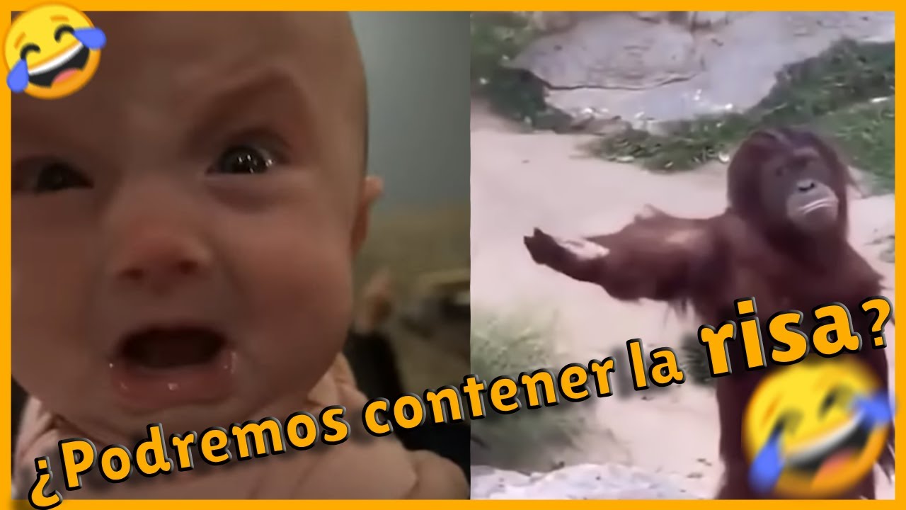 "💥EXPLOTANDO DE RISA🤣" Nos partimos de risa viendo videos cómicos ...