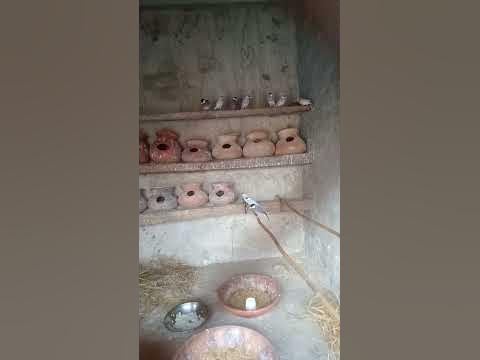 Java Birds Breeding Setup - YouTube