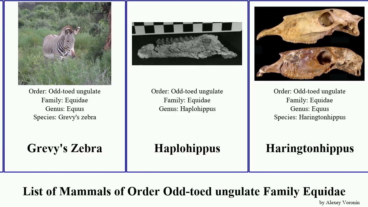 Equidae Family