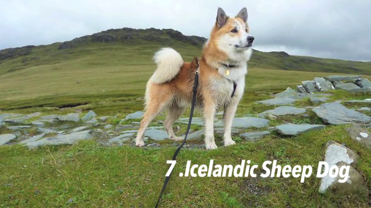 Top 10 Most Beautiful Dog Breeds 2017 - YouTube