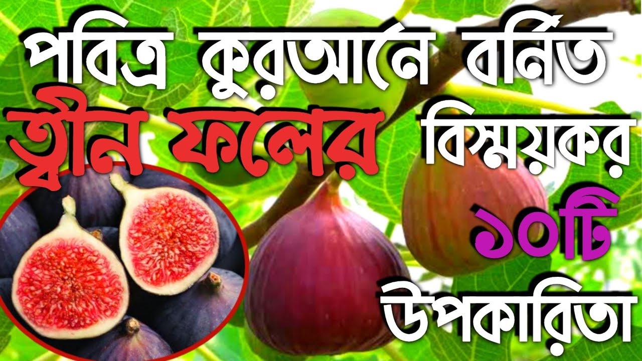 ত্বীন ফলের ১০টি উপকারিতা ও গুণাগুণ জেনে নিন | ডুমুর ফল | ত্বীন ফলের ...
