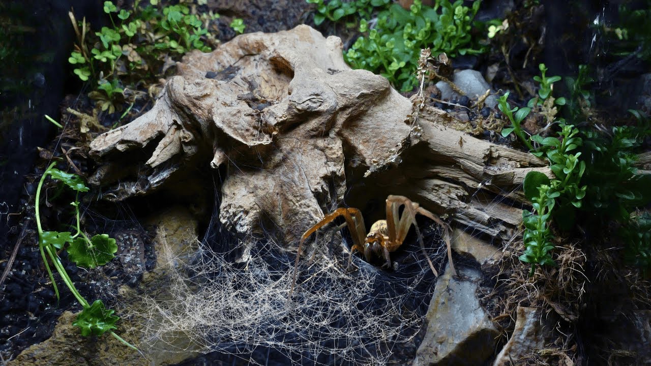 Bioactive Terrarium for my House Spider - YouTube